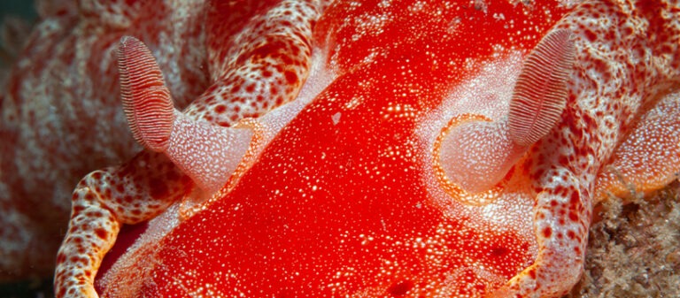 The Swimming Spanish Dancer That Lays Ribbons… - Ocean Surface Centre