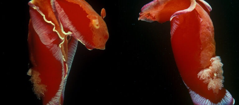 The Swimming Spanish Dancer That Lays Ribbons… - Ocean Surface Centre