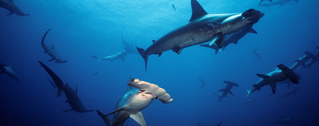 Swarming Hammer Shaped Aliens… – Ocean Surface Centre