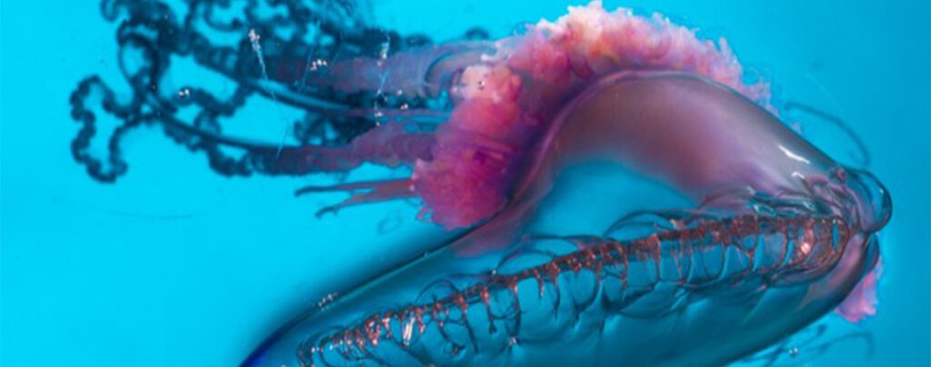 Floating, Stinging and Beautiful Bubbles… - Ocean Surface Centre